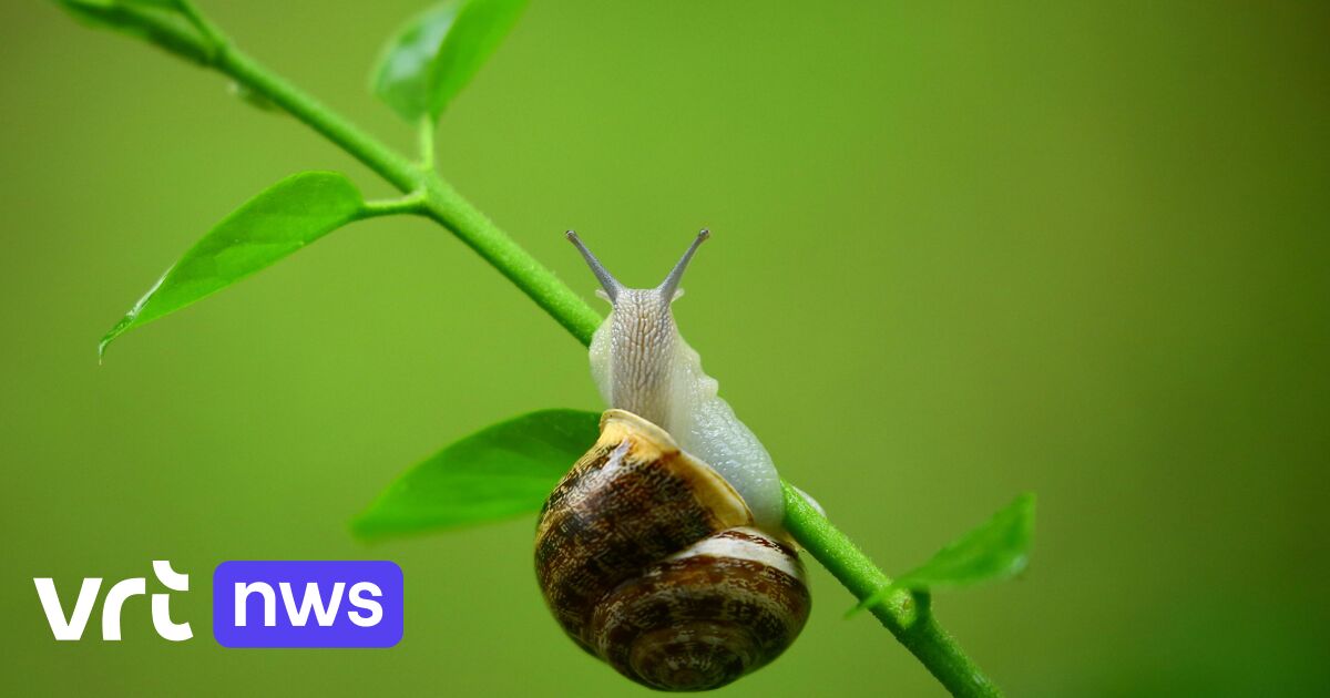 Help, de slakken vreten mijn tuin kaal: 5 tips om ze weg te houden ...