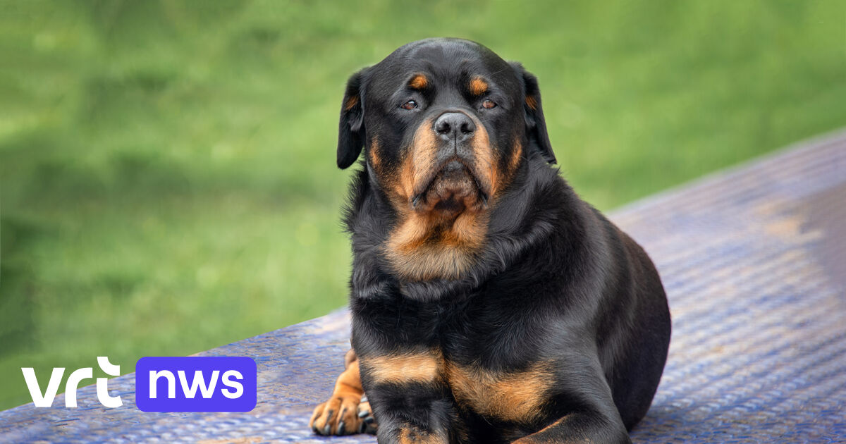 Steeds meer agressieve honden in de Limburgse dierenasielen: "Loopt al mis van bij de geboorte ...