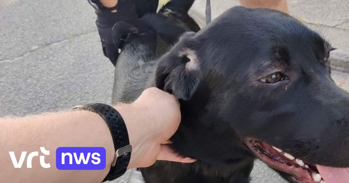 Politie Sint-Niklaas bevrijdt hond uit hete wagen: Politie Sint-Niklaas bevrijdt hond uit hete wagen: