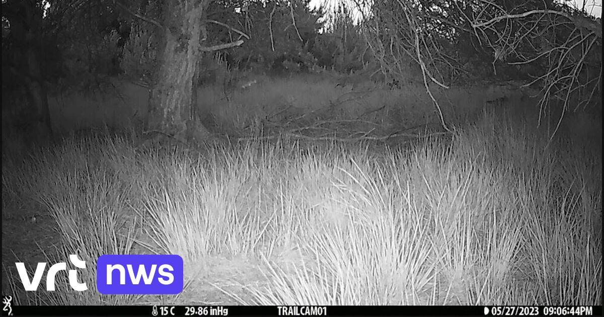 Video: At least 5 cubs born to Limburg wolf couple | VRT NWS: news