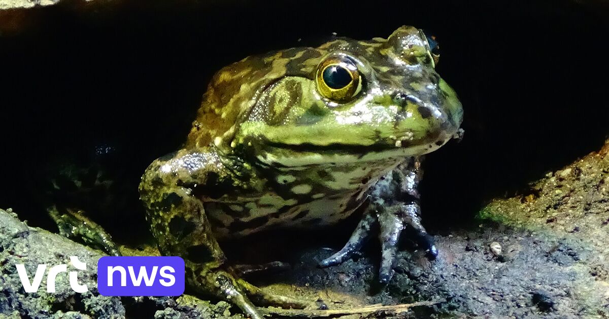 Stad Geel wil stijgend aantal invasieve stierkikkers in kaart brengen ...