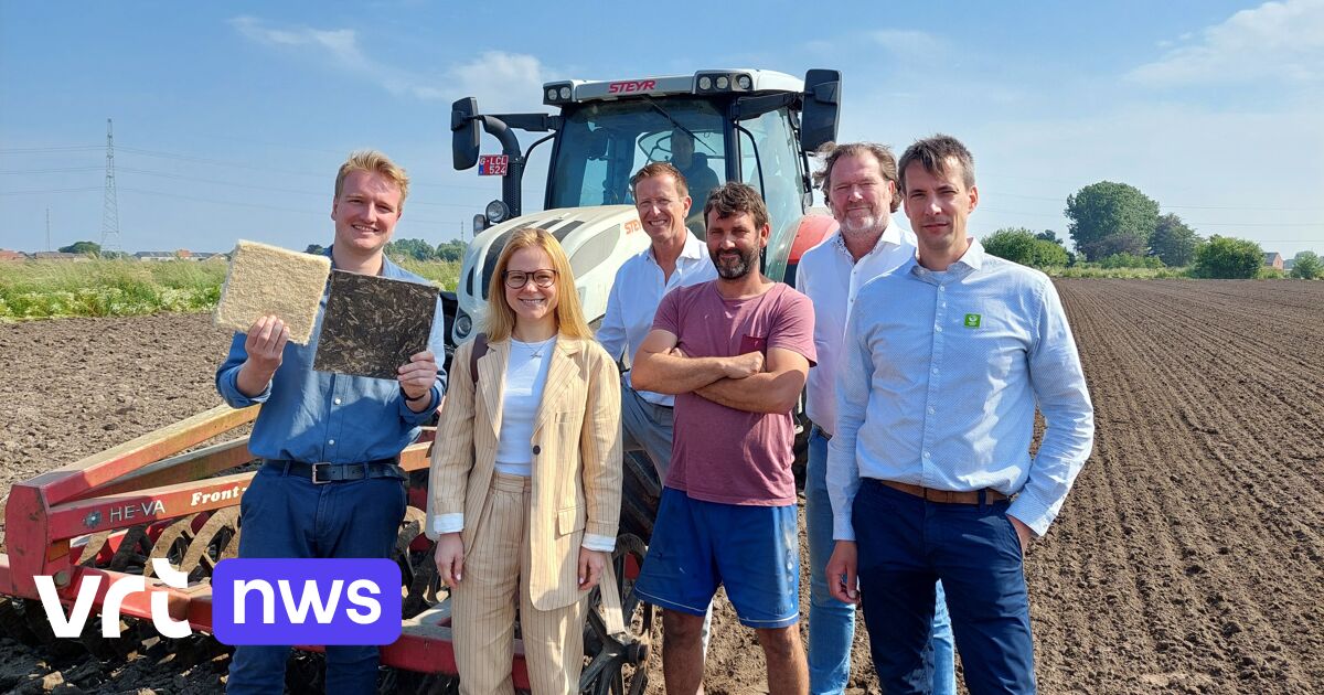 Voor het eerst hennep (cannabis) gezaaid op landbouwgrond in Mechelen, om duurzame ...