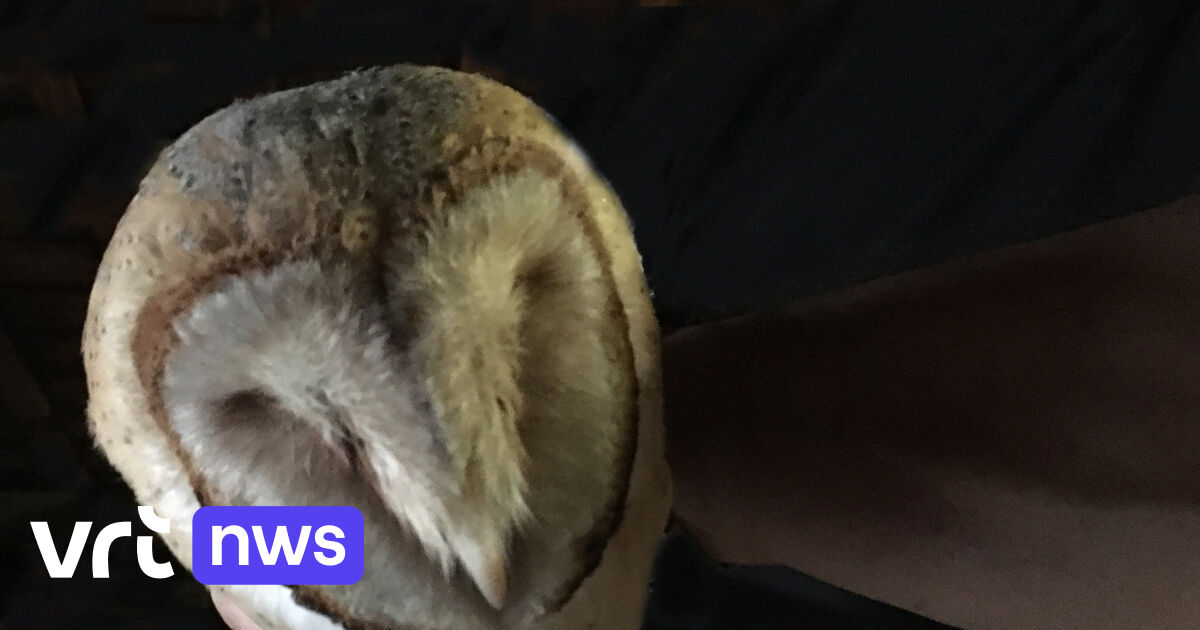 Jonge kerkuilen, bosuilen en haviken geringd in Lummen | VRT NWS: nieuws