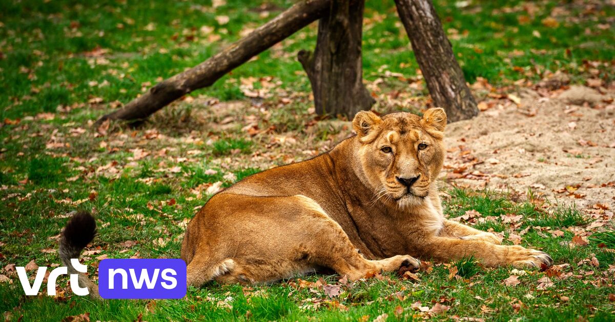 Leeuwin bijt eigen welpjes dood in ZOO Planckendael | VRT NWS: nieuws