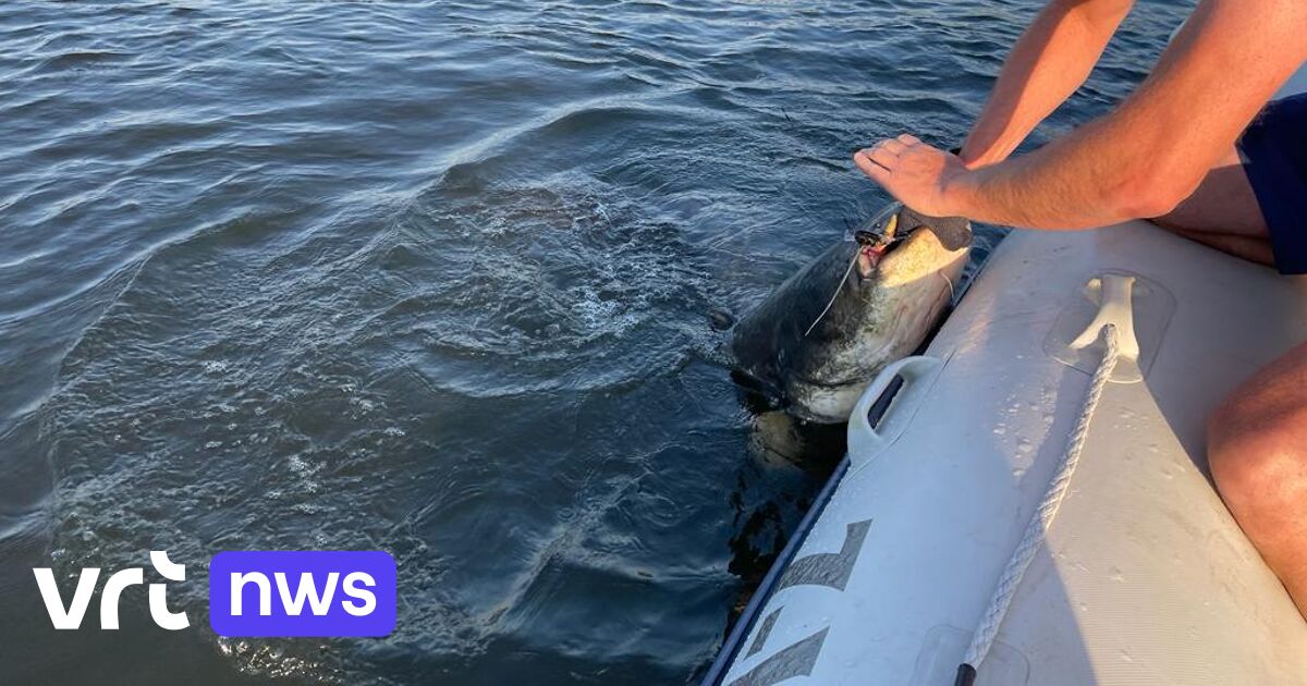 More and more exotic fish species in the River Maas | VRT NWS: news