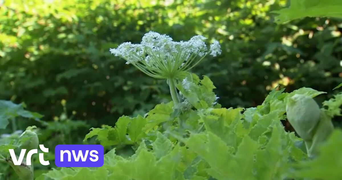Van 1 plant in de berm naar 8 hectare overwoekerd: reuzenberenklauw ...