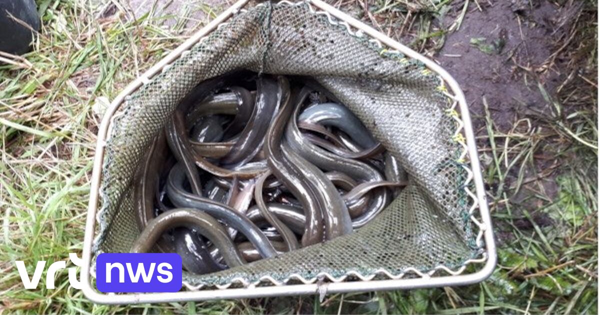 Meer dan dubbel zoveel palingen in Leopoldkanaal tussen Zeebrugge en ...