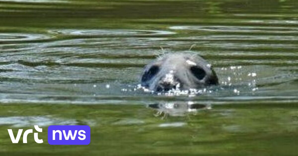 Video: Kayakers spot seal 20km inland on the River IJzer | VRT NWS: news