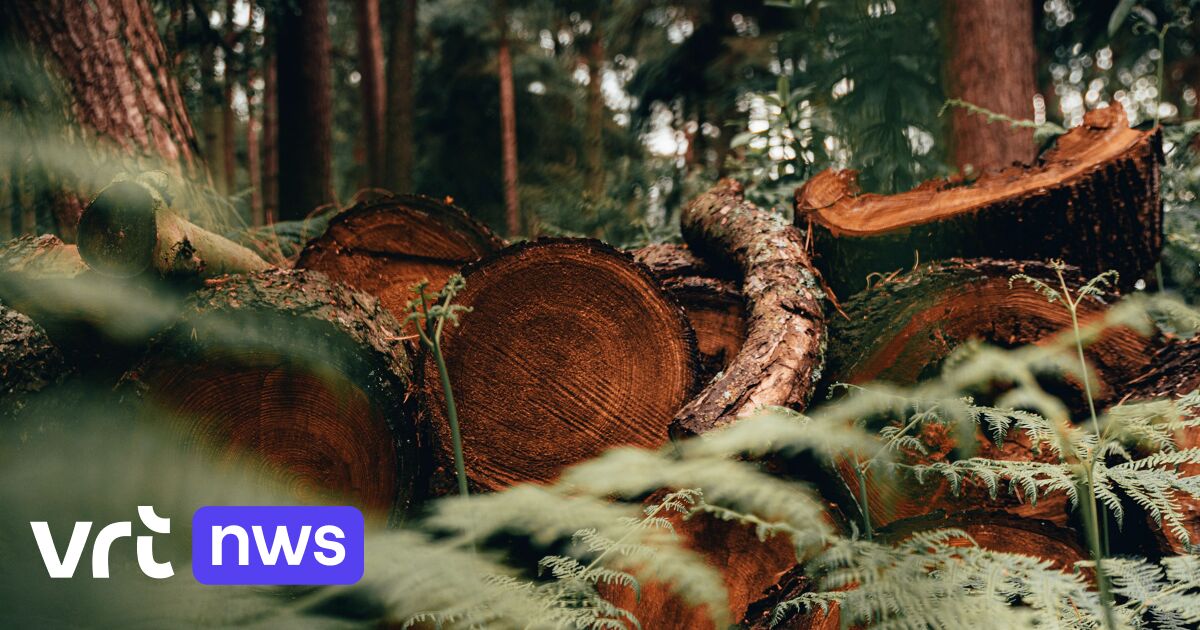 Raad van State steekt stokje voor "mogelijk grootste ontbossing van de ...