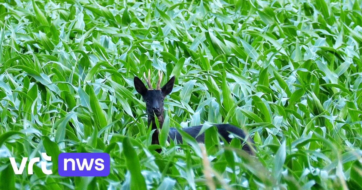 Fotograaf legt zeldzaam zwart reetje vast op beeld in de Vlaamse ...