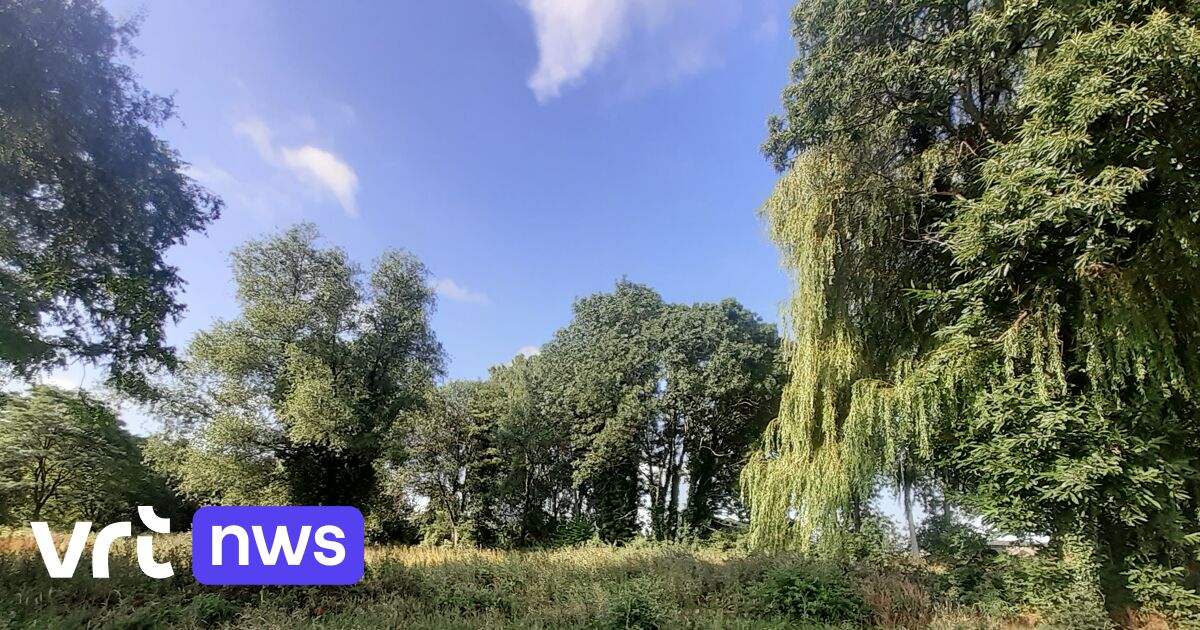 Inwoners Genk plantten 2.000 nieuwe bomen, stad wil dit jaar eindigen ...