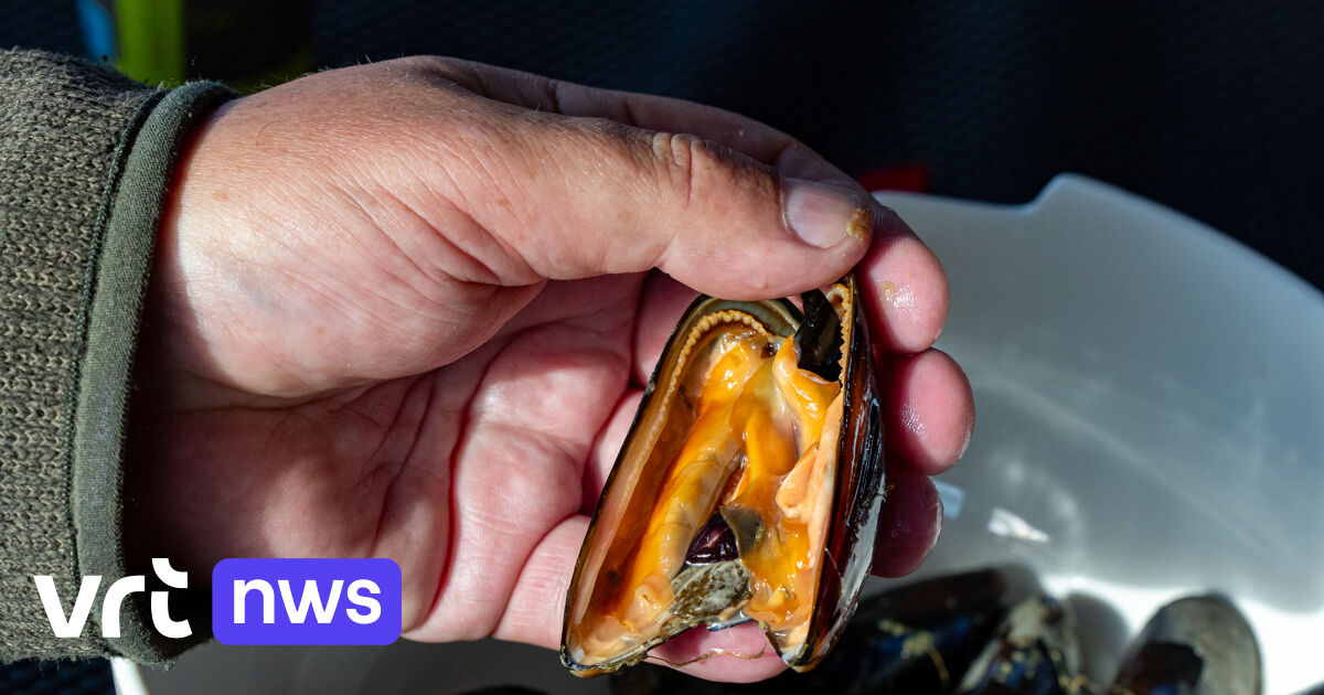 Eerste echte Belgische mosselen geoogst: "Smaken zoals een Zeeuwse ...
