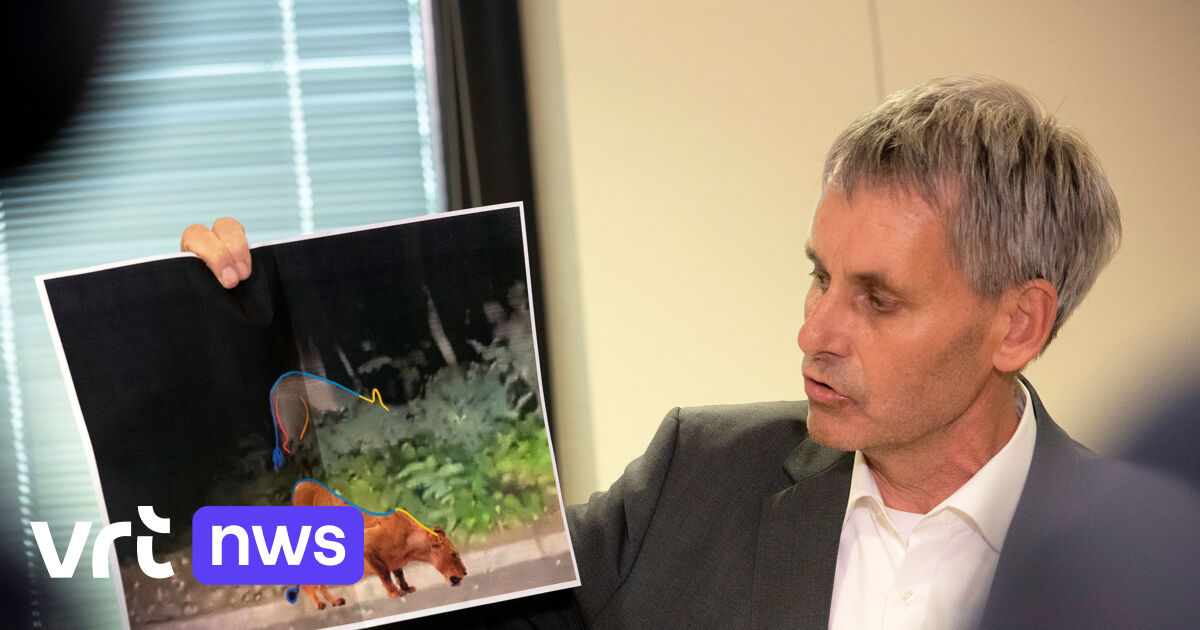 Zoektocht naar "loslopende leeuwin" ten zuiden van Berlijn stopgezet: "Het gaat waarschijnlijk ...