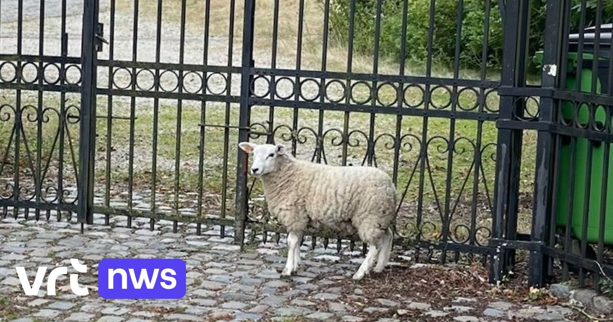 Politie Leuven zet tweemaal zonder resultaat achtervolging in op ...