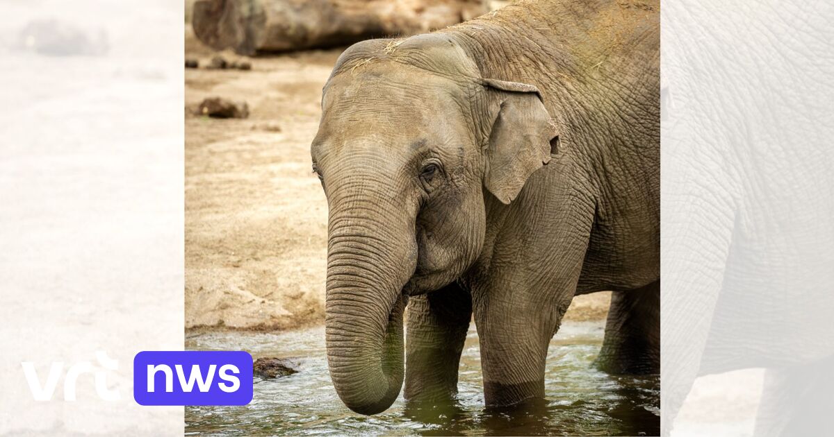 Olifant Yu Yu Yin plots overleden in Zoo Planckendael | VRT NWS: nieuws
