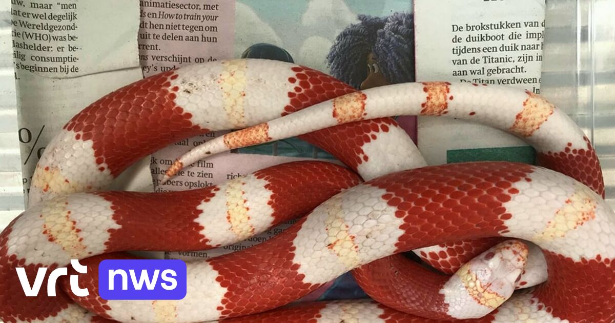 Tuinier vindt melkslang in moestuin in Lievegem, reptielenopvangcentrum ...