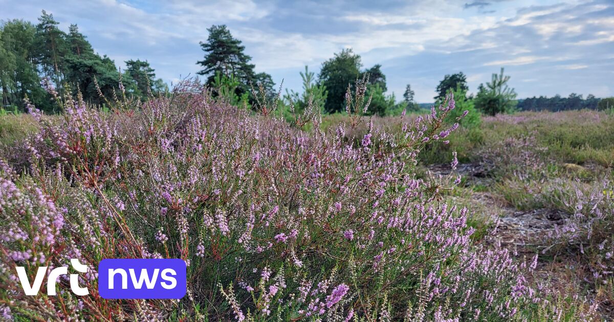 Limburgse heide kleurt langzaamaan paars: “Iconisch beeld in Limburg ...