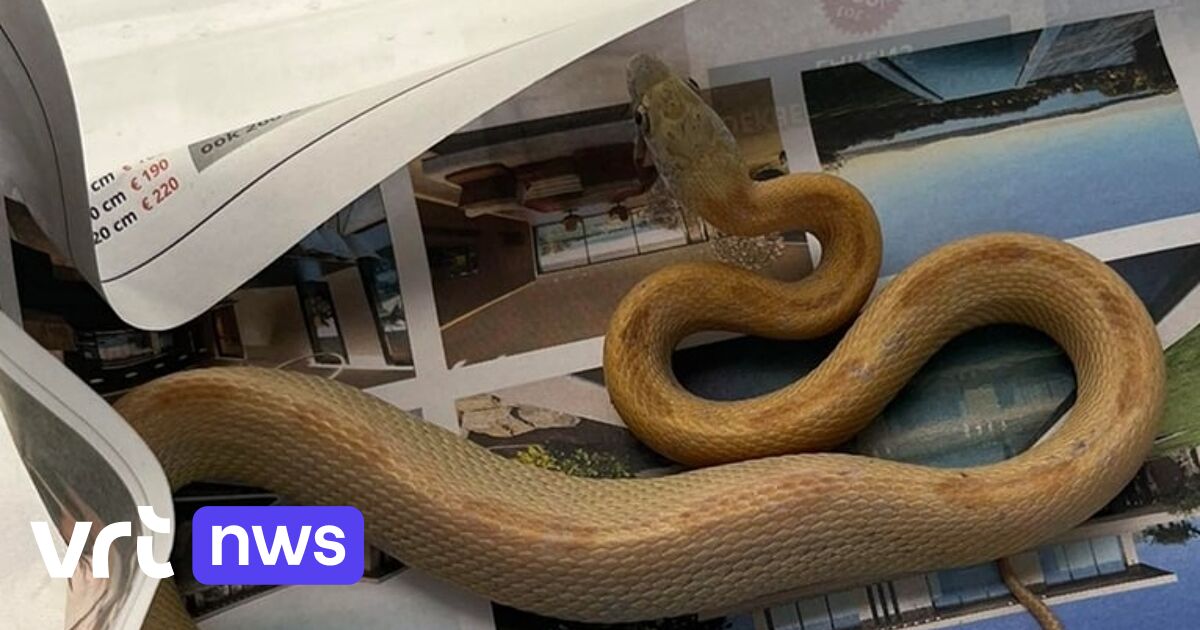 Korenslang van 40 centimeter gevonden in huis in Lissewege: "In de ...