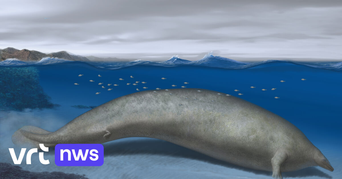 Mogelijk het zwaarste dier dat ooit op aarde leefde: wetenschappers ...