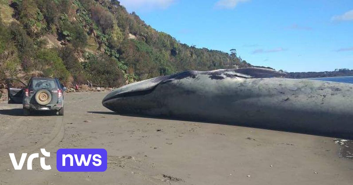 Reusachtige blauwe vinvis aangespoeld in Chili, jeep ernaast lijkt ... Reusachtige blauwe vinvis aangespoeld in Chili, jeep ernaast lijkt ...