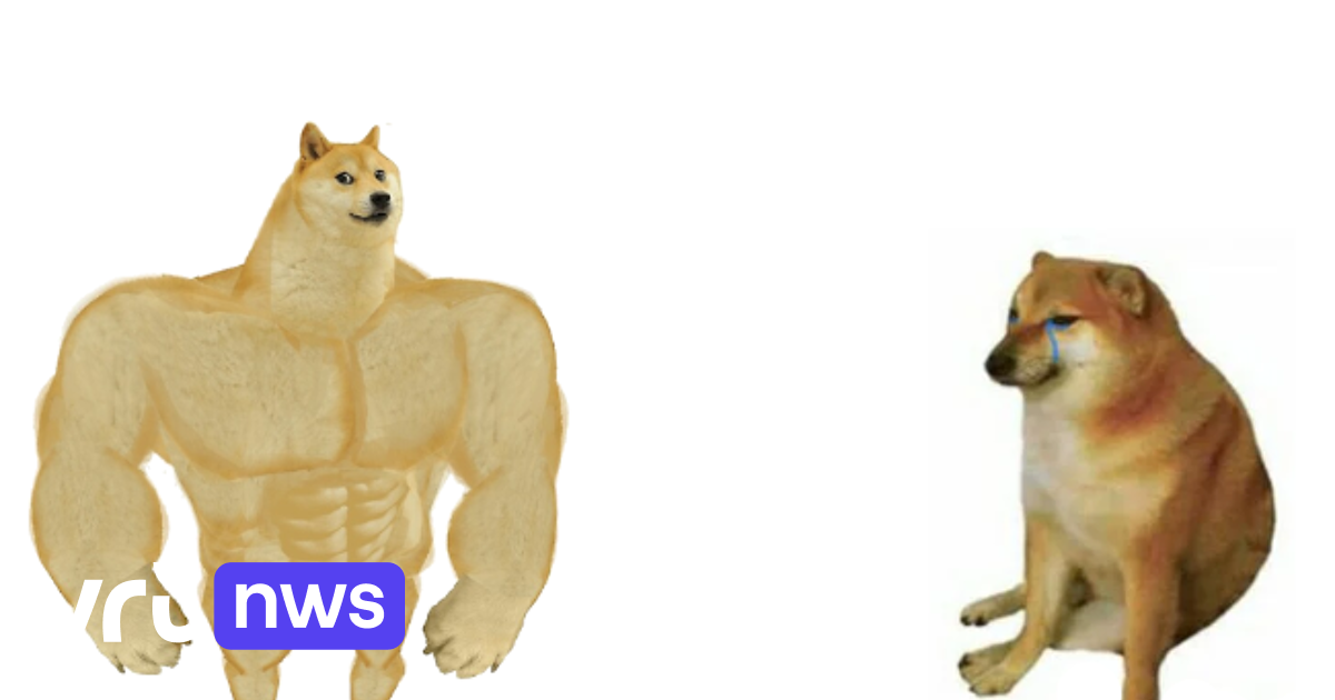 Beroemde meme-hond "Cheems" overleden, ook conculega "Doge" blijkt ...