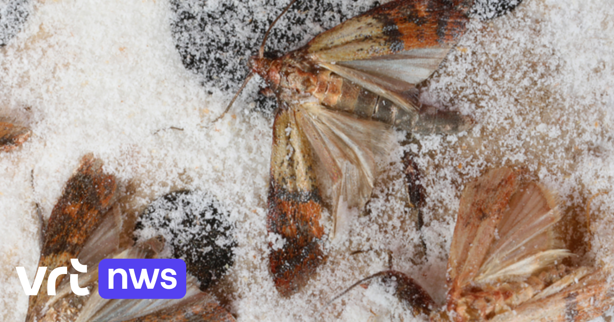 Mottig maar bestrijdbaar: met deze tips verjaag je meelmotten uit je ...