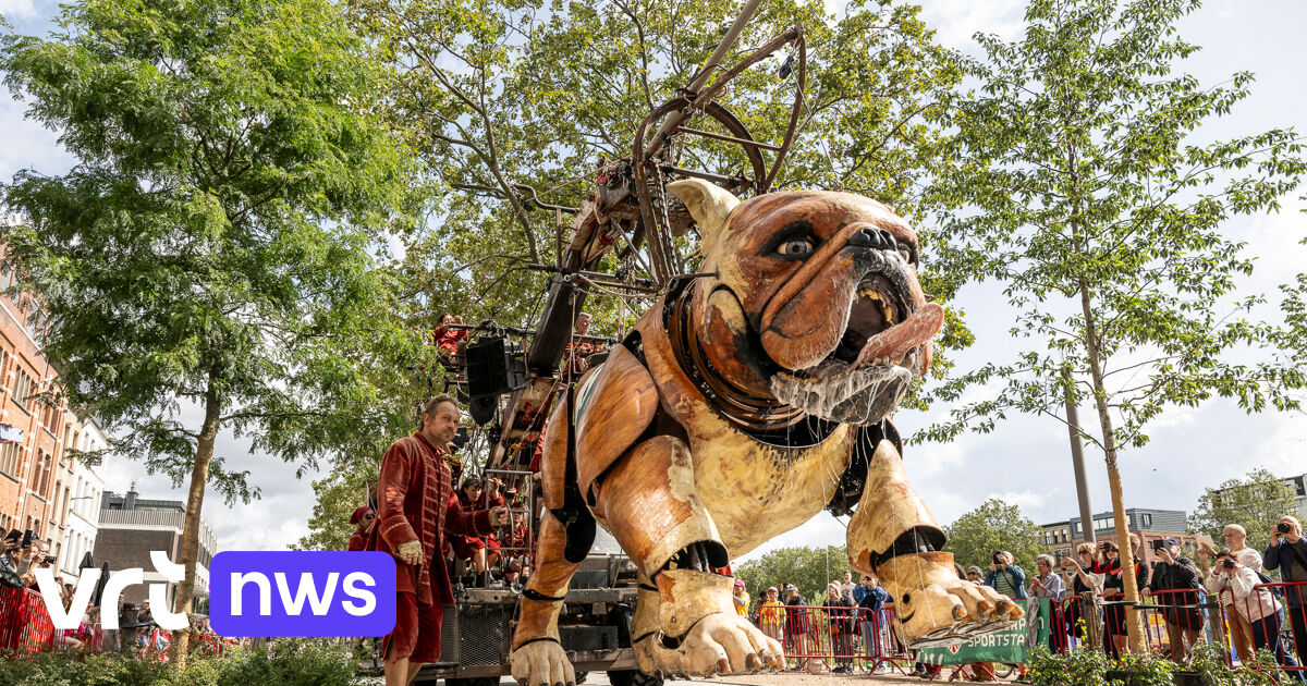Giant dogs attract 760,000 spectators in Antwerp | VRT NWS: news