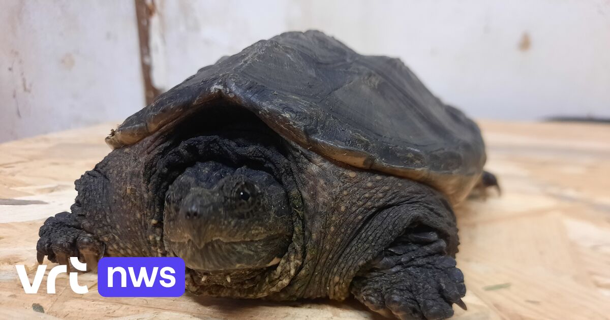 Voorbijgangers vinden gevaarlijke alligatorschildpad in Opvelp: "Het ...