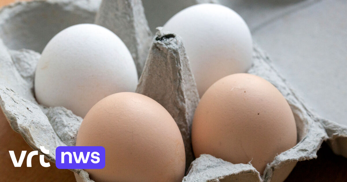 Prijs van eieren op hoogste peil in bijna 2 jaar: vogelgriep is ... Prijs van eieren op hoogste peil in bijna 2 jaar: vogelgriep is ...