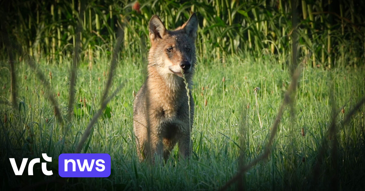 Wetenschappelijk bewijs uit Brakel toont aan dat wolf al in 2017 in ...