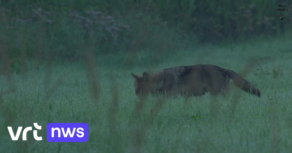 Video: Unique close-up footage of Limburg wolf cub | VRT NWS: news