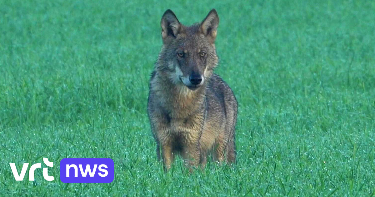 BEKIJK - Bioloog maakt unieke beelden van Limburgse wolvenwelp die tot ...