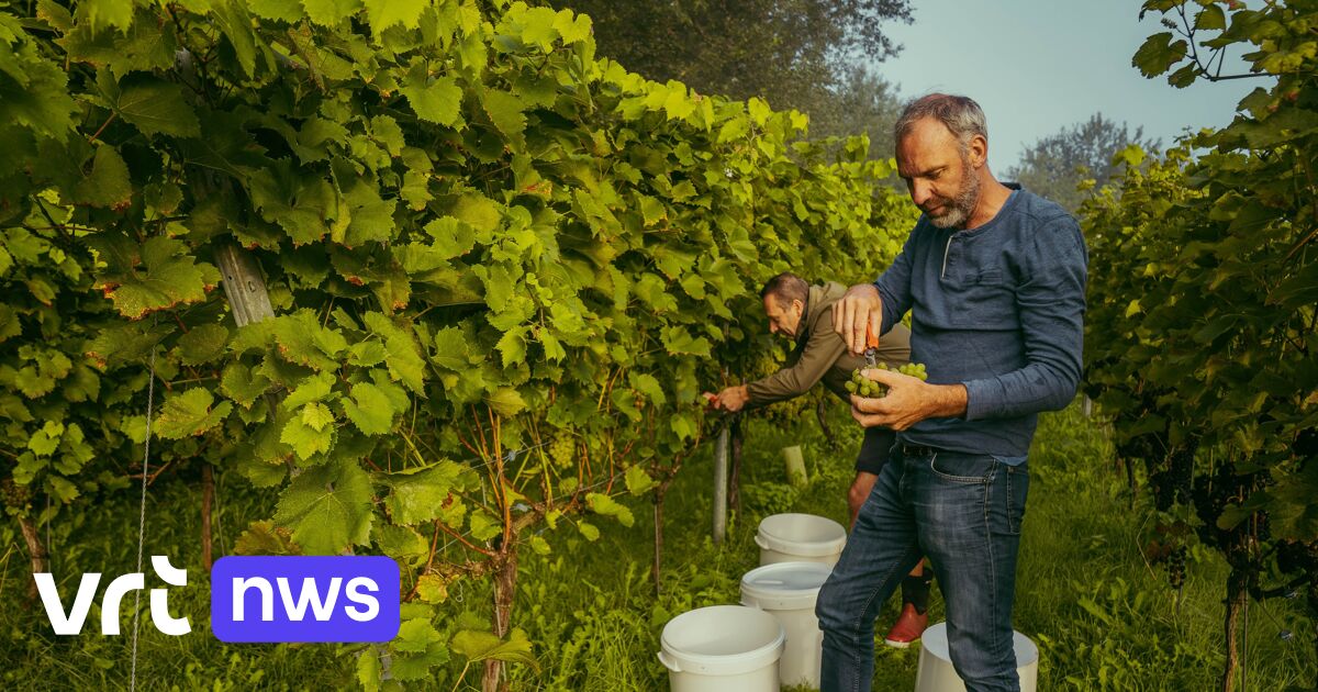 Wijnmaker Patrick Nijs uit het Hageland: "2023 is een uitdagend ...