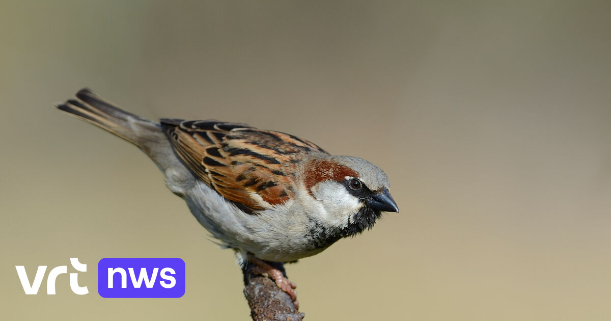 Stadsmussen zijn betere vaders dan veldmussen, hoe komt dat ...