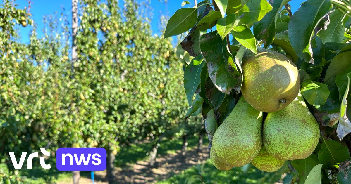 Grotere peren dan normaal doen Limburgse oogst dit jaar stijgen met 20 procent | VRT NWS: nieuws