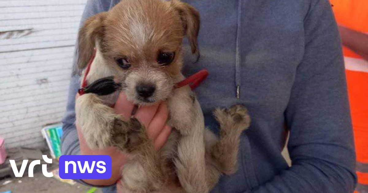 Hondenpuppy levend gedumpt bij het hard plastic op containerpark in ...