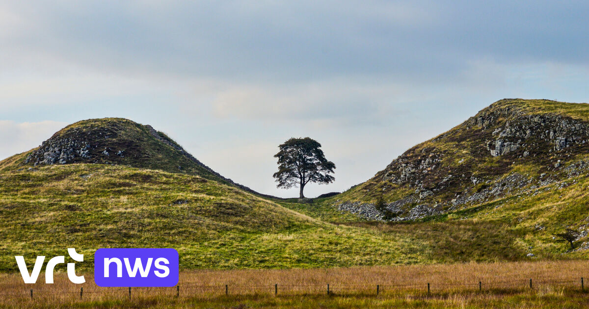 Kans op tweede leven voor beroemde boom uit Robin Hood-film die door ...