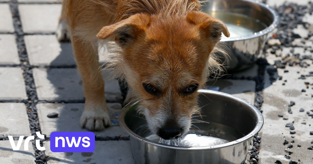 Hondenkennel Puppyhouse uit Boechout door Hof van Beroep veroordeeld voor dierenmishandeling ...