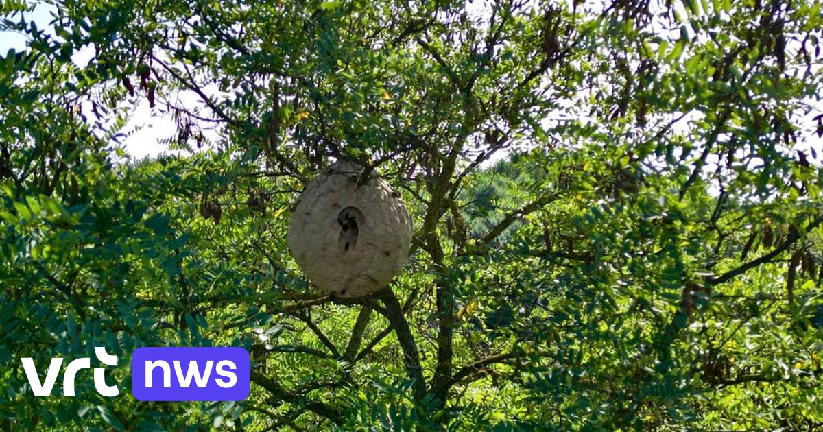 Imker uit Diest verwijdert ‘eerste en enige’ nest Aziatische hoornaars ...