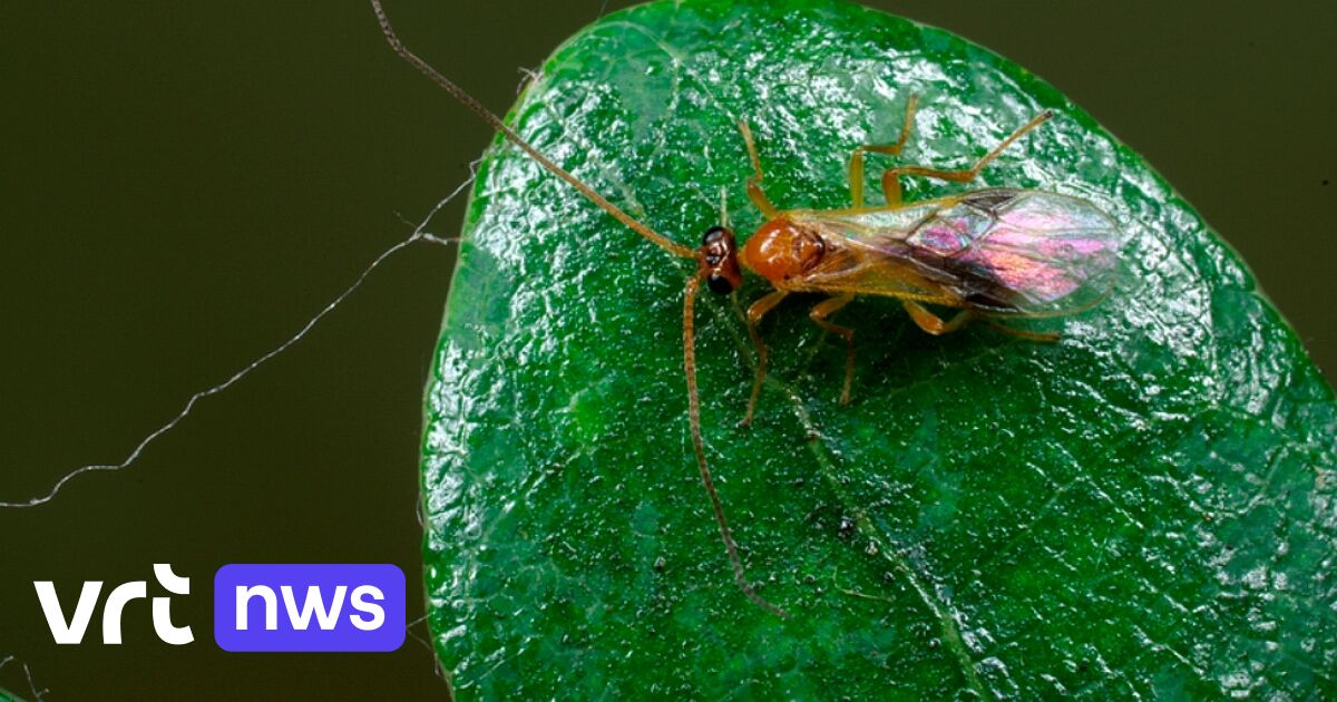 Zeldzame schildwesp waargenomen in Herentals: "Parasiet die eitjes legt ...