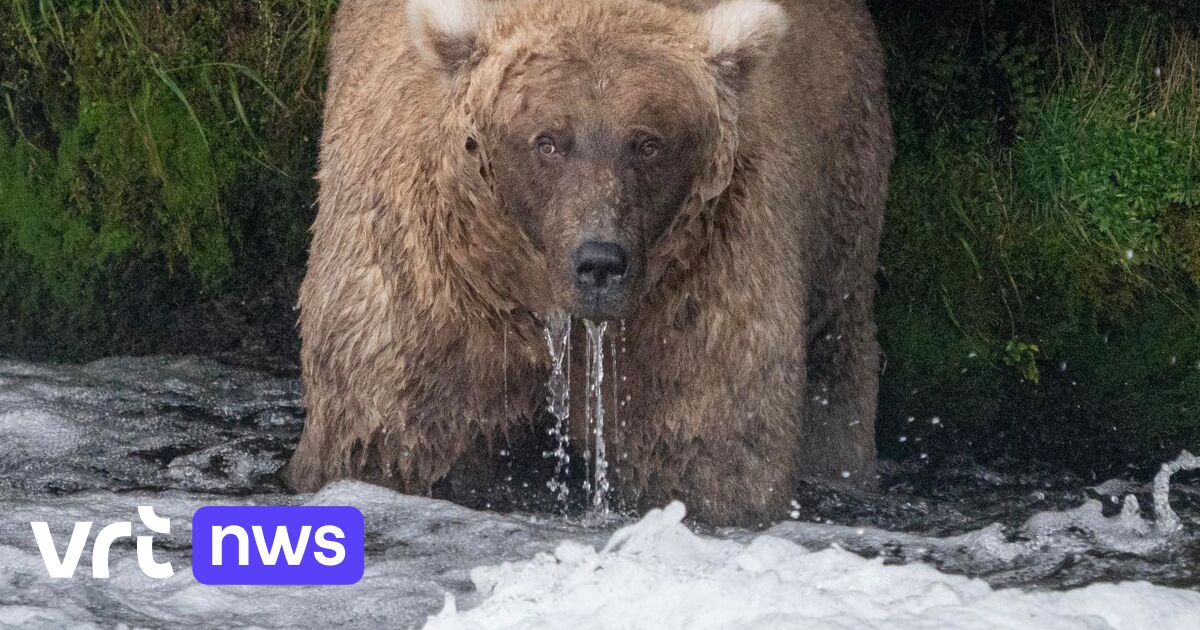 Fat Bear Week in Alaska: Mamabeer "128 Grazer" is de dikste! "Ze kon ...