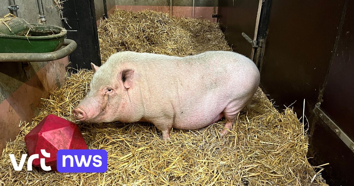 Wie adopteert zes minivarkens van faculteit diergeneeskunde van de ...