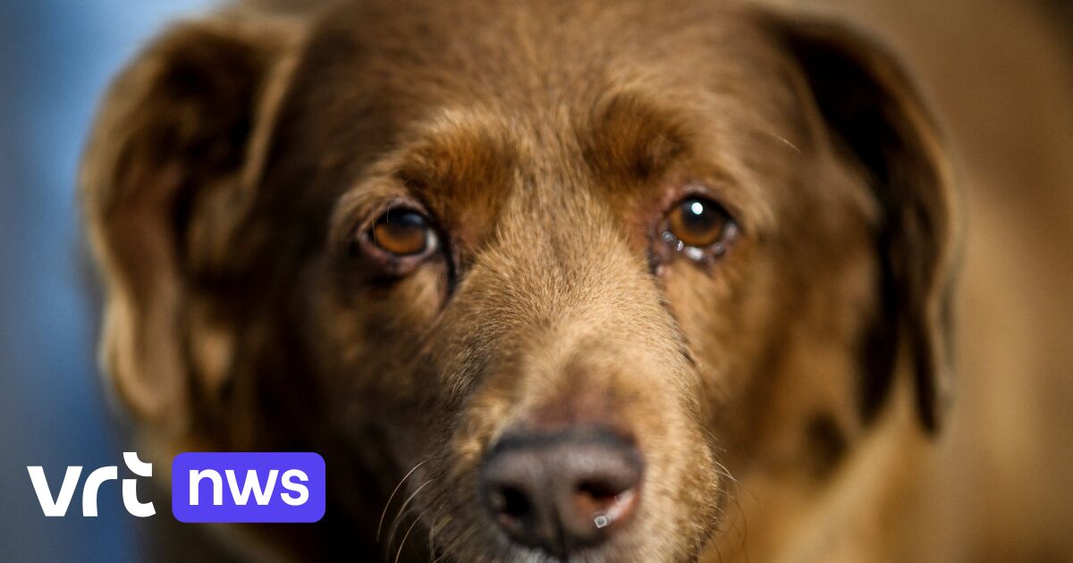 Oudste hond van de wereld Bobi (31) is gestorven | VRT NWS Nieuws