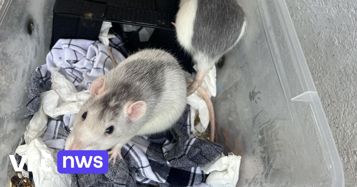 Zeven tamme ratten gedumpt in Leuven: "Geef ze een goede thuis a.u.b ...