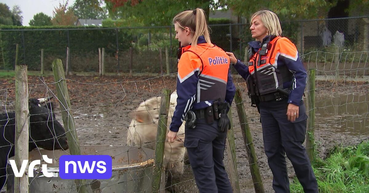 Elk jaar meer verwaarloosde en mishandelde dieren: op stap met de ...