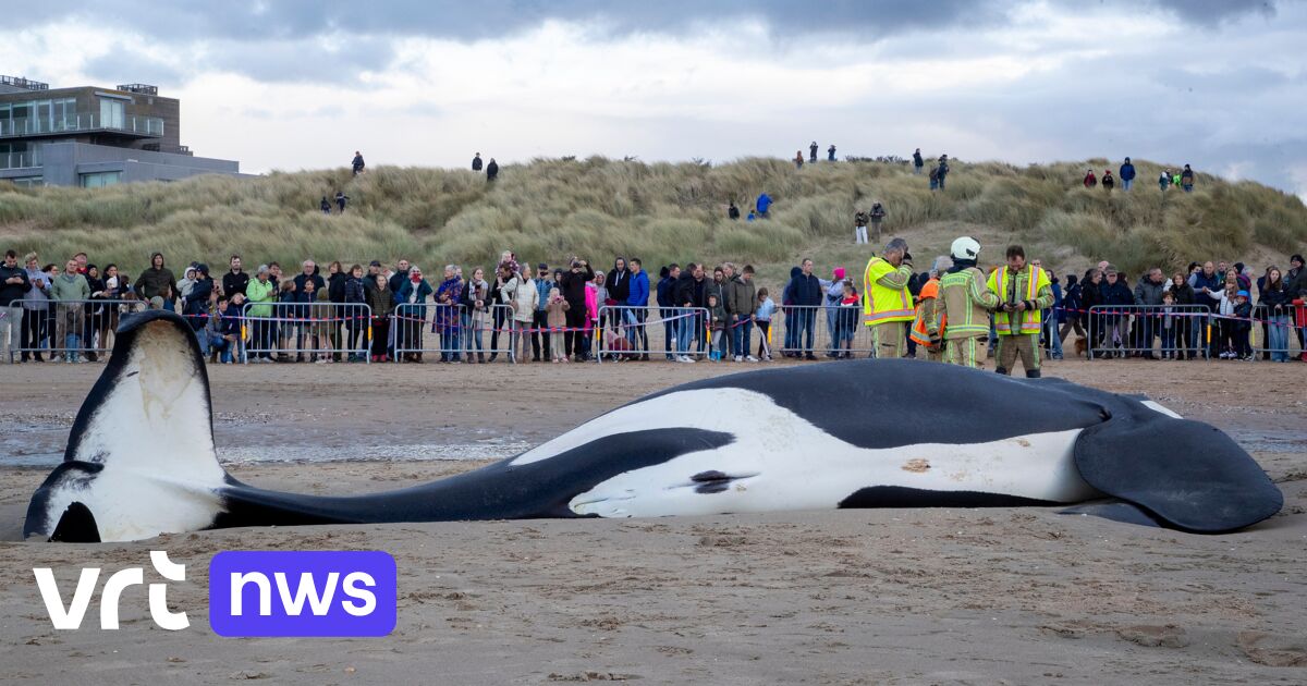 Skelet van aangespoelde orka, Reveil, gaat na onderzoek naar bezoekerscentrum Duinpanne in De ...