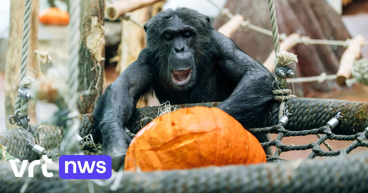 BEKIJK: Dieren in Antwerpse Zoo vieren Halloween met... voedsel verstopt in pompoenen | VRT NWS ...