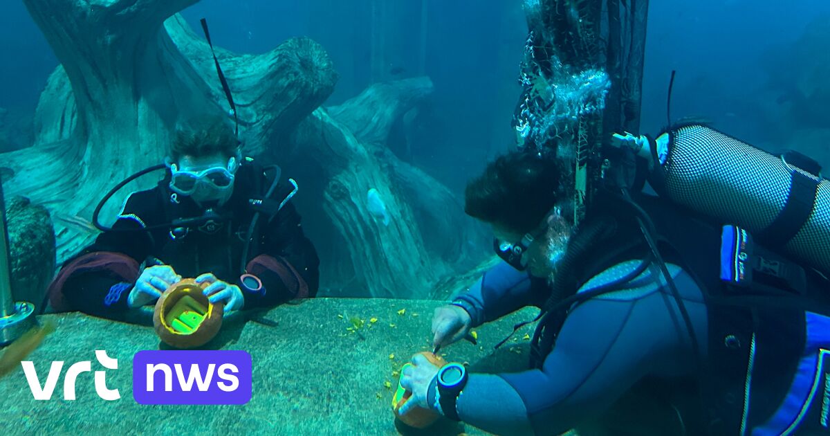 Duikers vieren Halloween in Beringen met wedstrijd pompoen snijden onder water | VRT NWS: nieuws