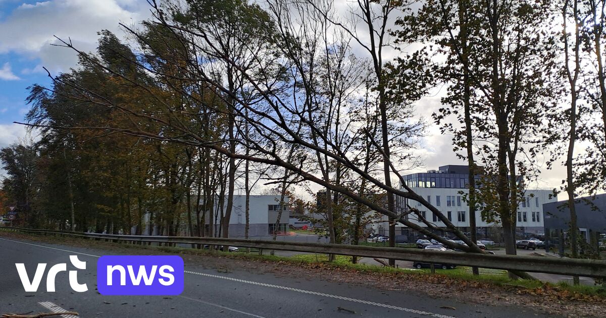 Komende maanden worden opnieuw bomen gekapt langs onze snelwegen ...