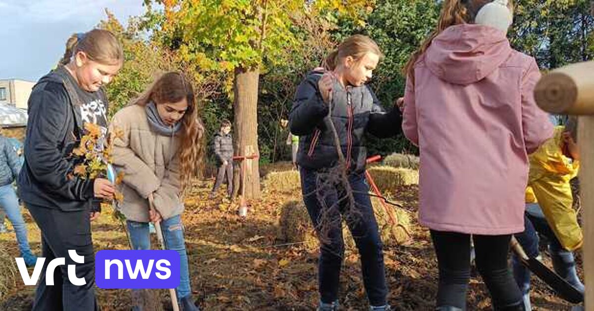Leerlingen planten "Tiny Forest" aan in Houthalen-Oost: "Een tennisveld groot, maar goed voor de ...